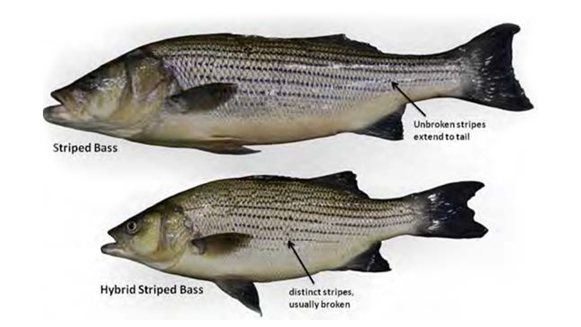 Striped Bass | Mississippi Department of Wildlife, Fisheries, and Parks